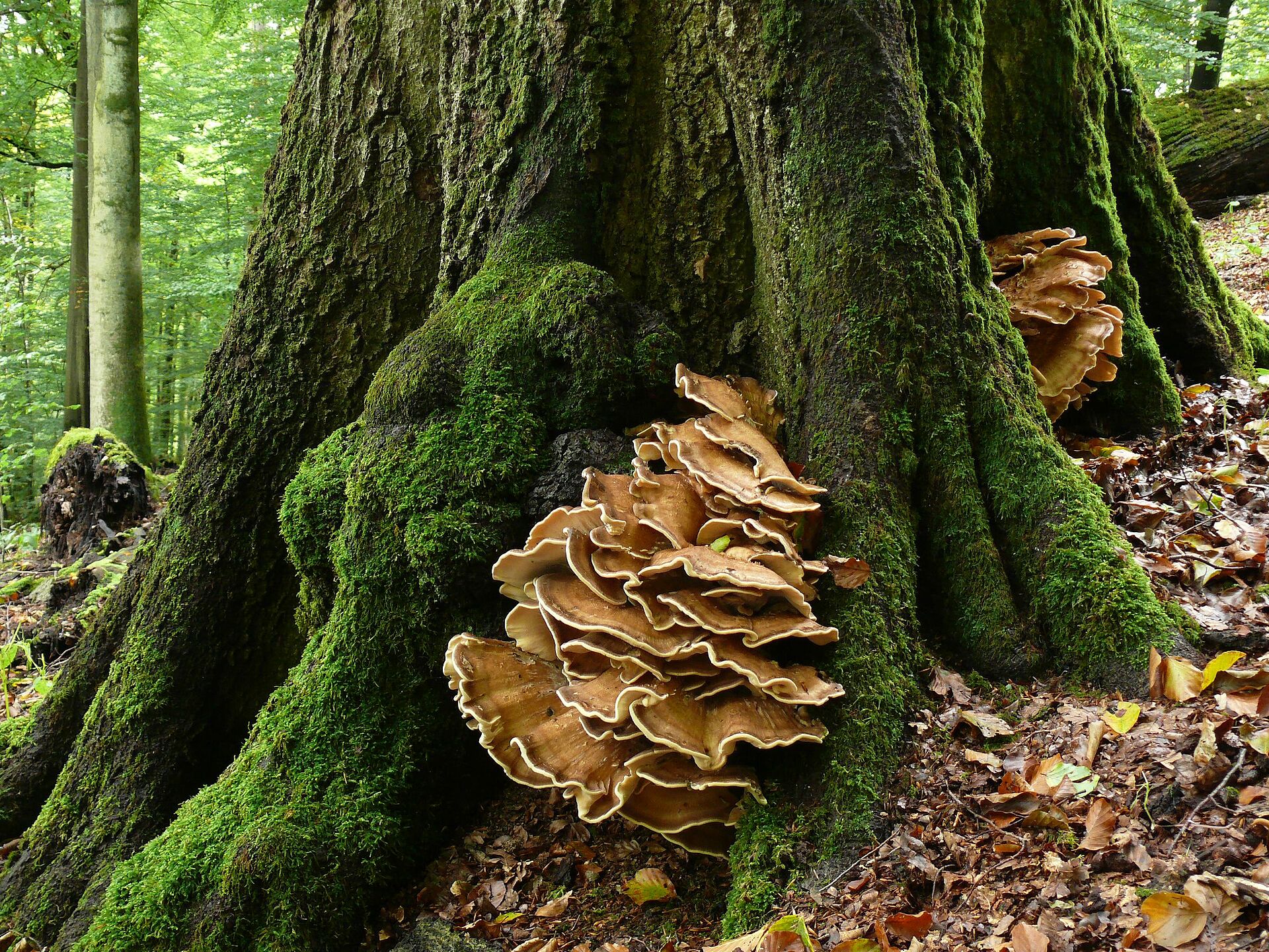 Nationalpark Spessart - BUND Naturschutz Main-Spessart