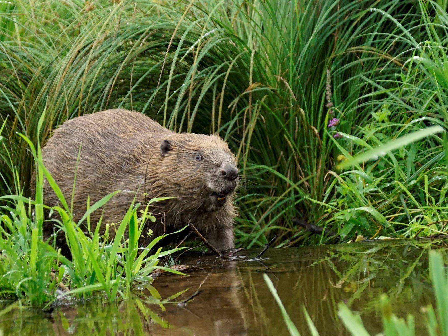Biber am Aubach - BUND Naturschutz Main-Spessart