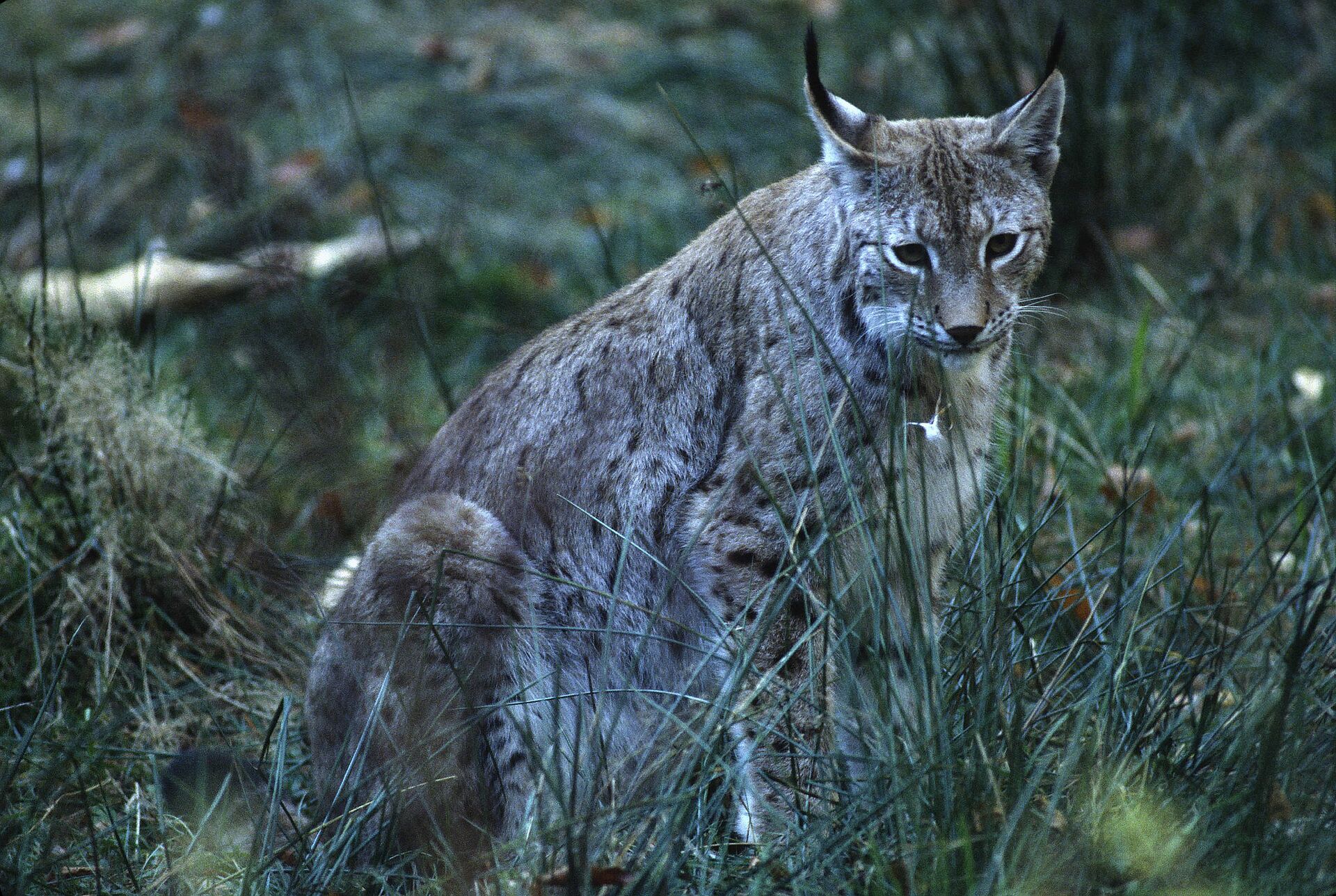 Wolf und Luchs - BUND Naturschutz in Bayern e.V.