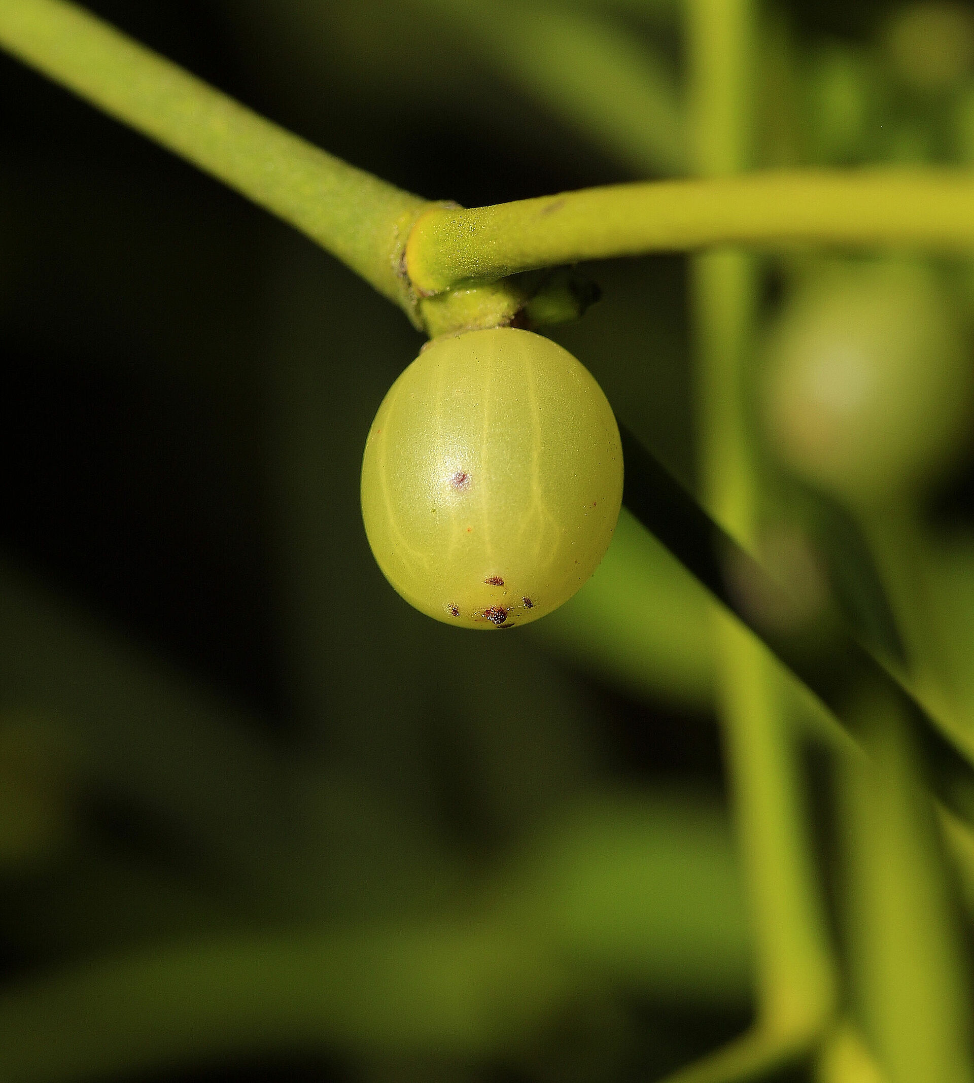 Misteln - Druidenkraut und Vogelfutter - BUND Naturschutz in Bayern e.V.